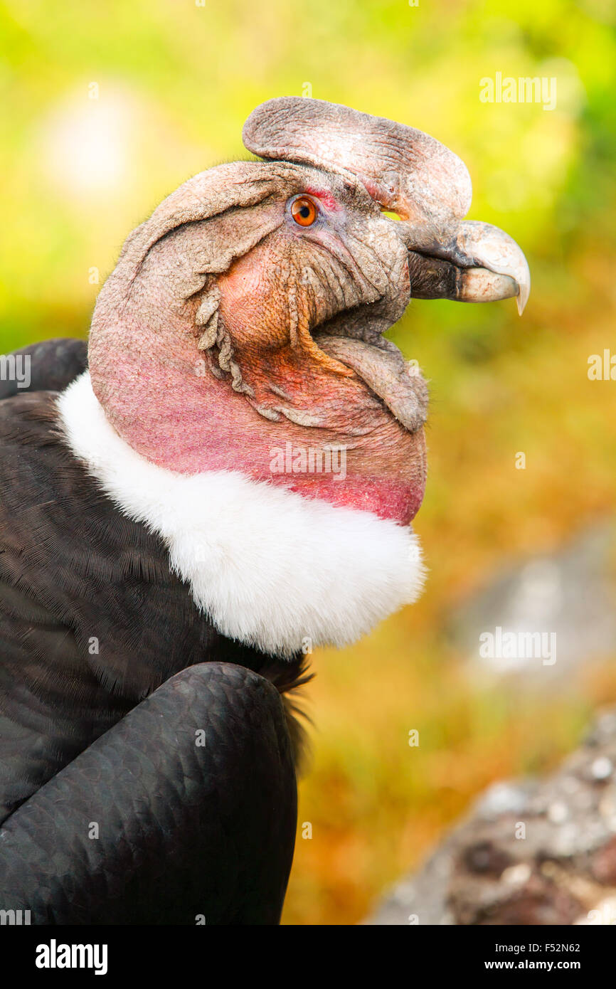 Piume bianche alla base del collo immagini e fotografie stock ad alta ...