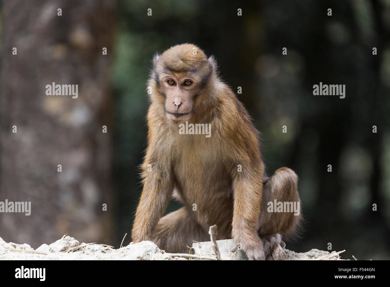 Scimmia macaco rhesus immagini e fotografie stock ad alta risoluzione ...