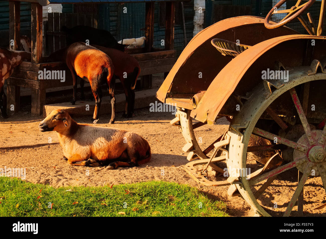 Trattore di cervo immagini e fotografie stock ad alta risoluzione - Alamy