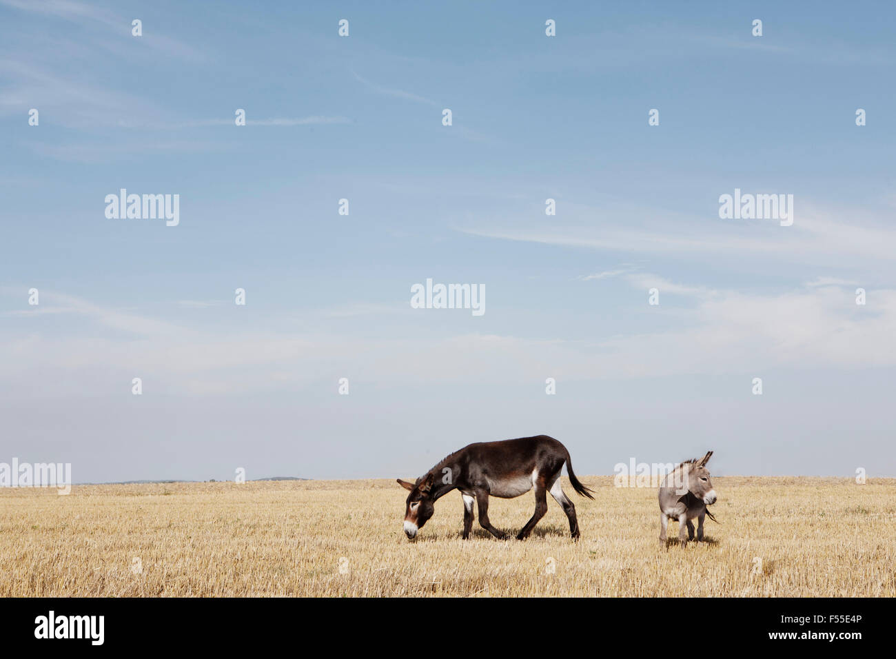 Persone sugli asini immagini e fotografie stock ad alta risoluzione - Alamy