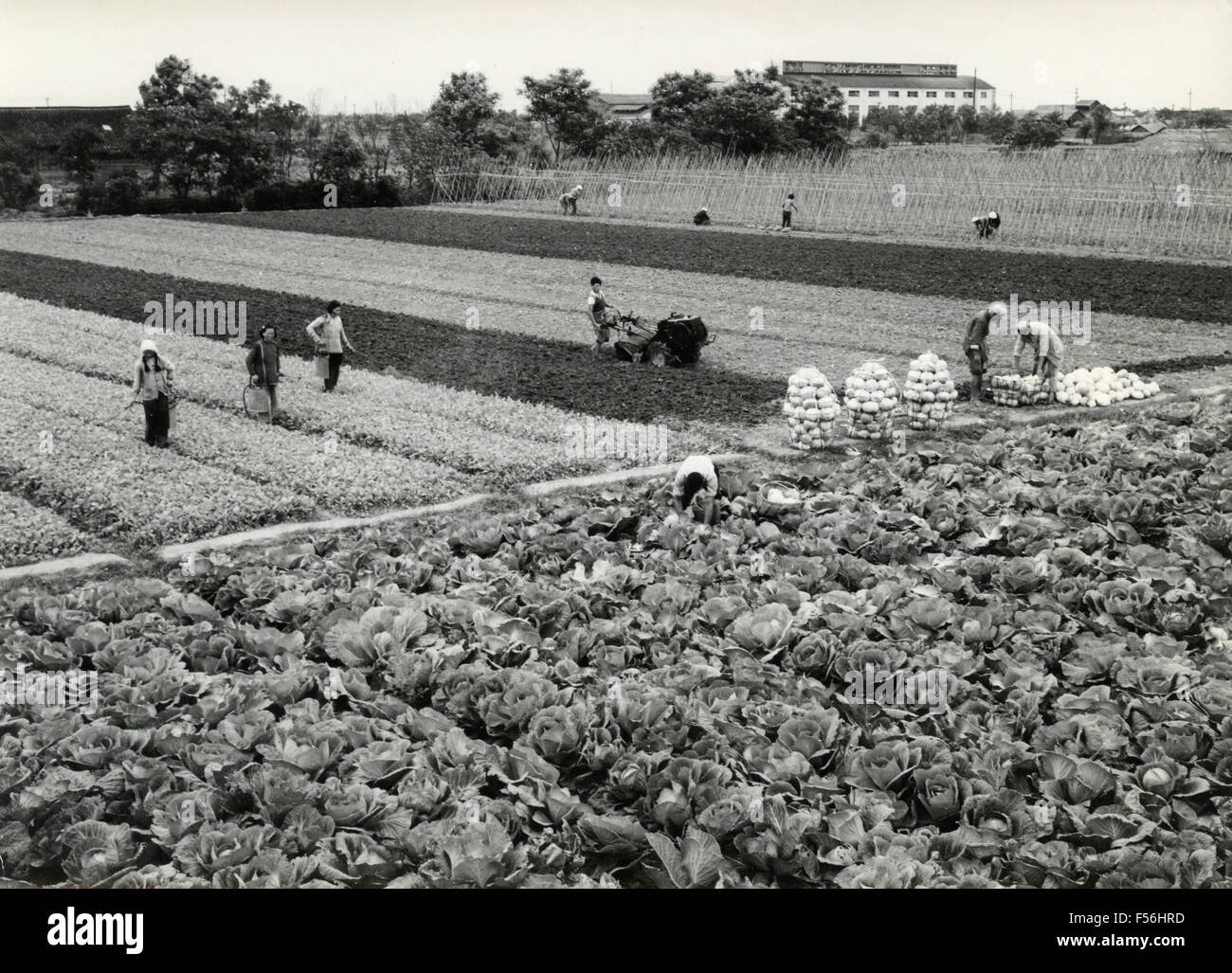 Contadini nei campi immagini e fotografie stock ad alta risoluzione - Alamy