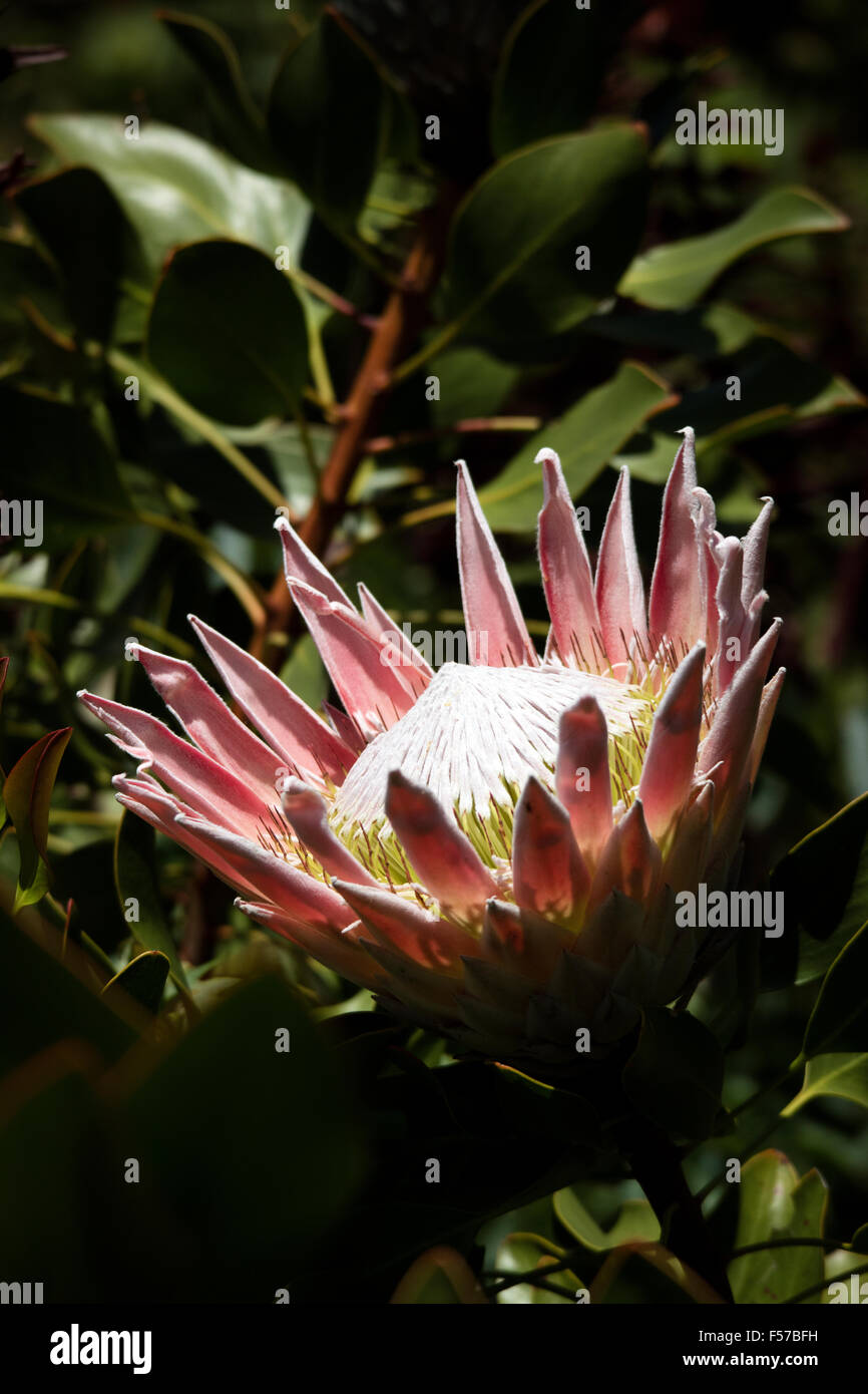 National flower of south africa immagini e fotografie stock ad alta ...