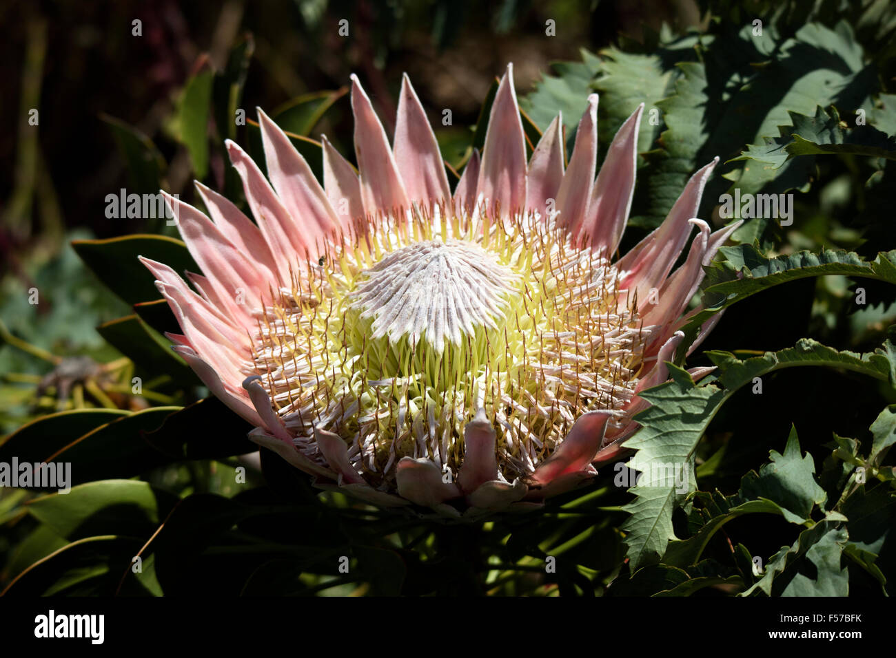National flower of south africa immagini e fotografie stock ad alta ...