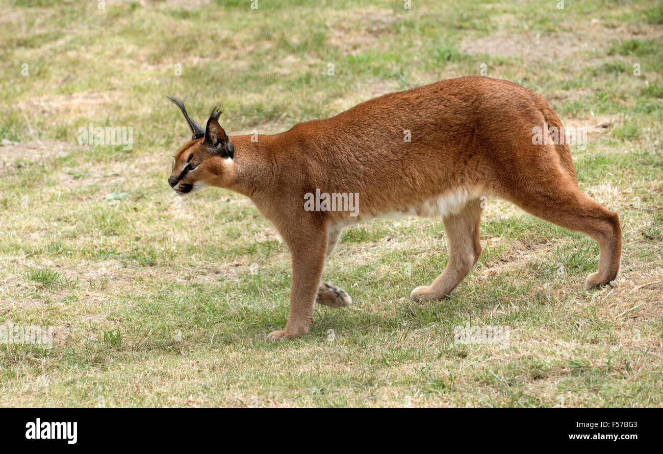 Caracal un africano il gatto selvatico Caracal caracal Foto stock - Alamy