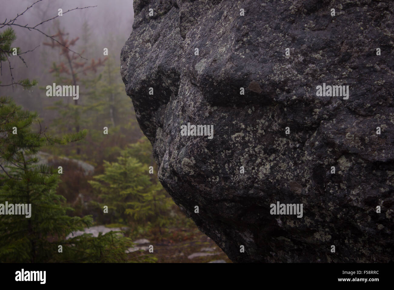 Faccia orsetto immagini e fotografie stock ad alta risoluzione - Alamy