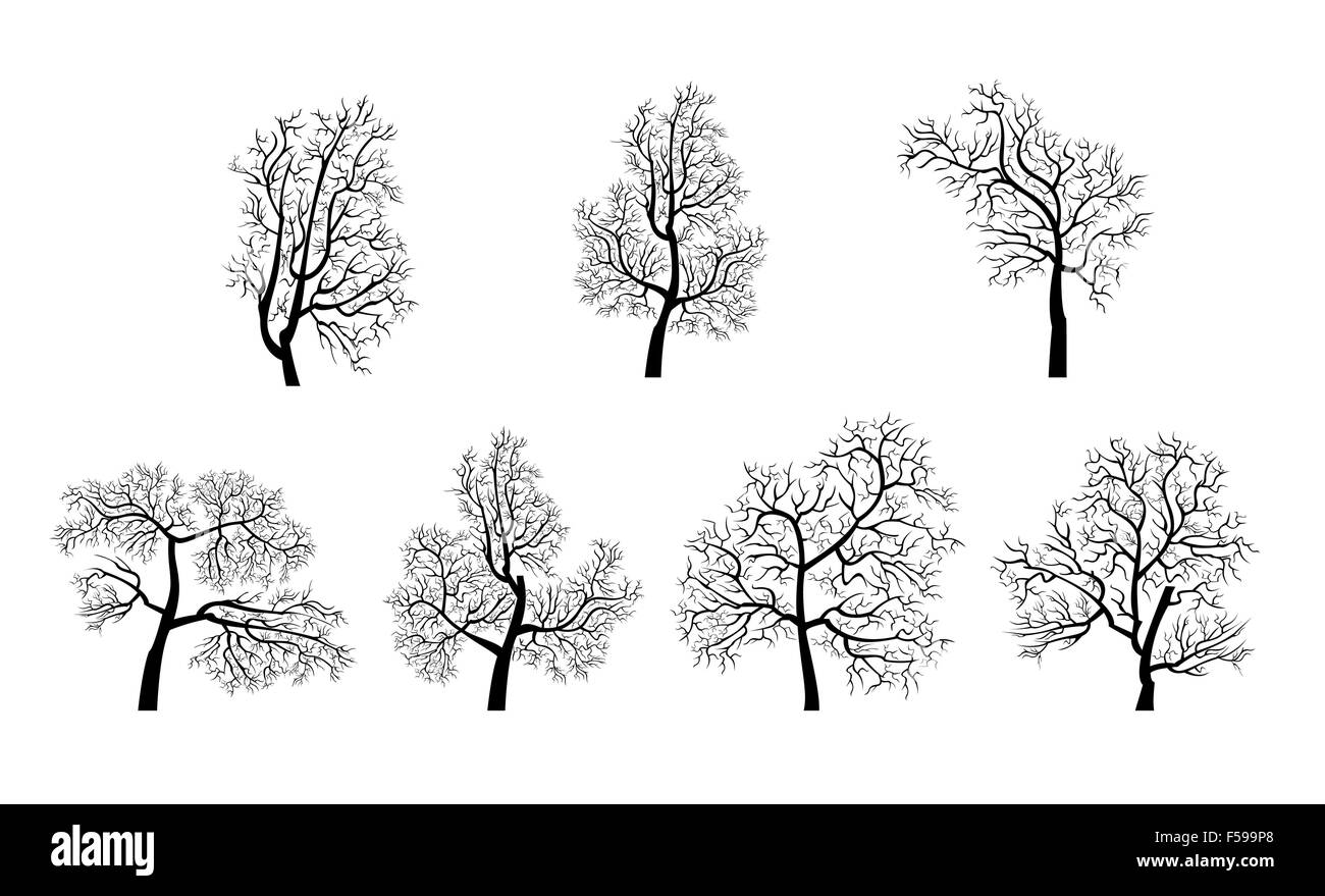 Sagome di rami di albero Immagini senza sfondo e Foto Stock ritagliate ...