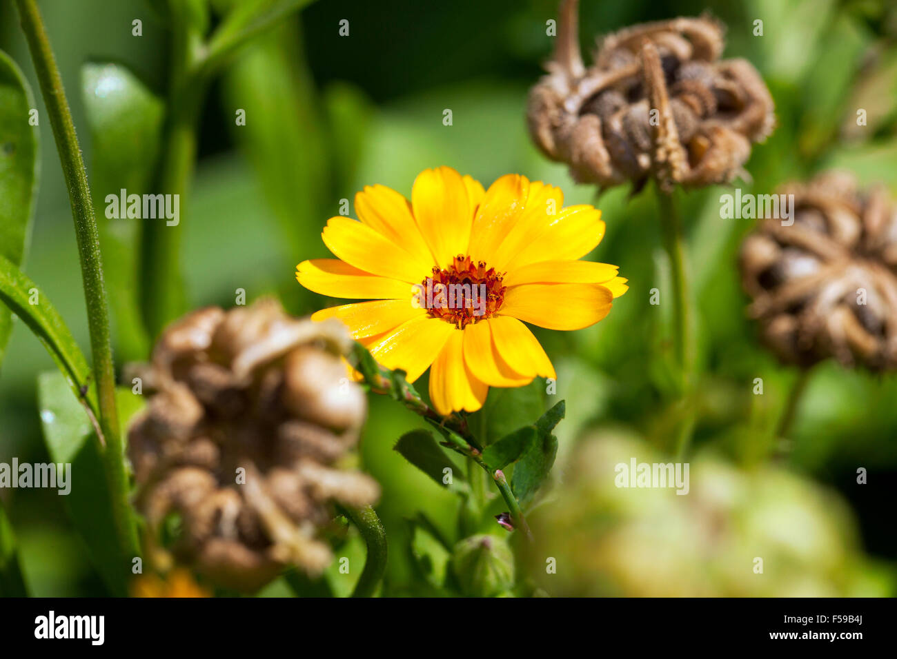 Campo calendula immagini e fotografie stock ad alta risoluzione - Alamy