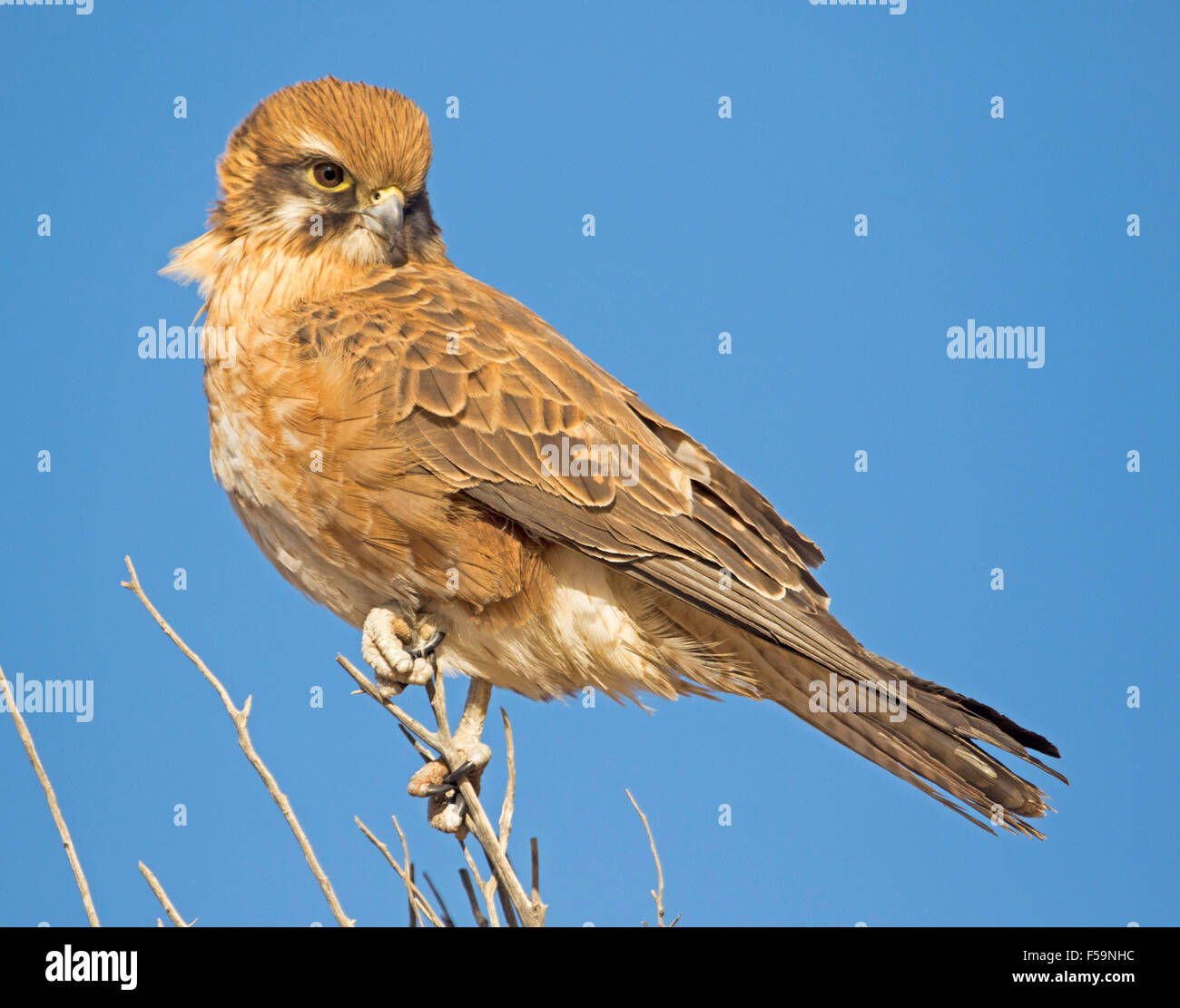Uccelli rapaci australiani immagini e fotografie stock ad alta ...
