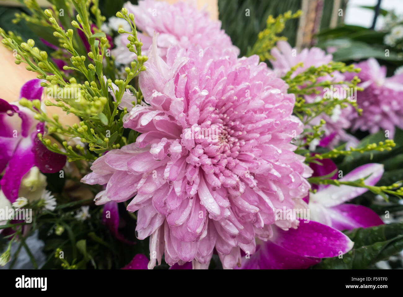 Fiore di viole immagini e fotografie stock ad alta risoluzione - Alamy