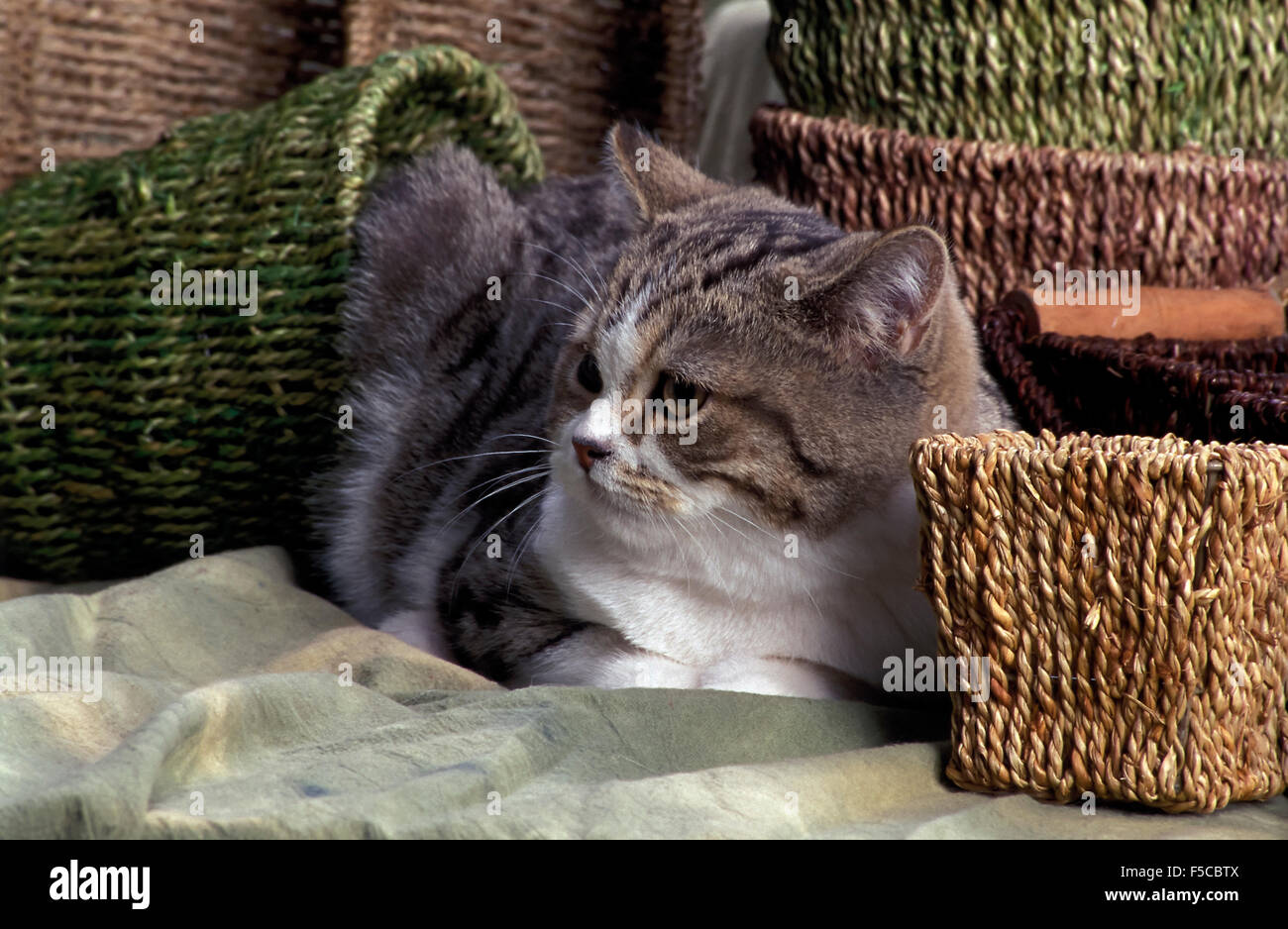 British short hair immagini e fotografie stock ad alta risoluzione - Alamy