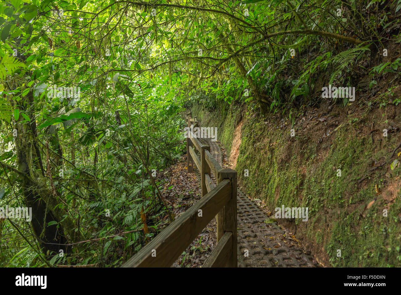 Foresta pluviale lussureggiante immagini e fotografie stock ad alta ...