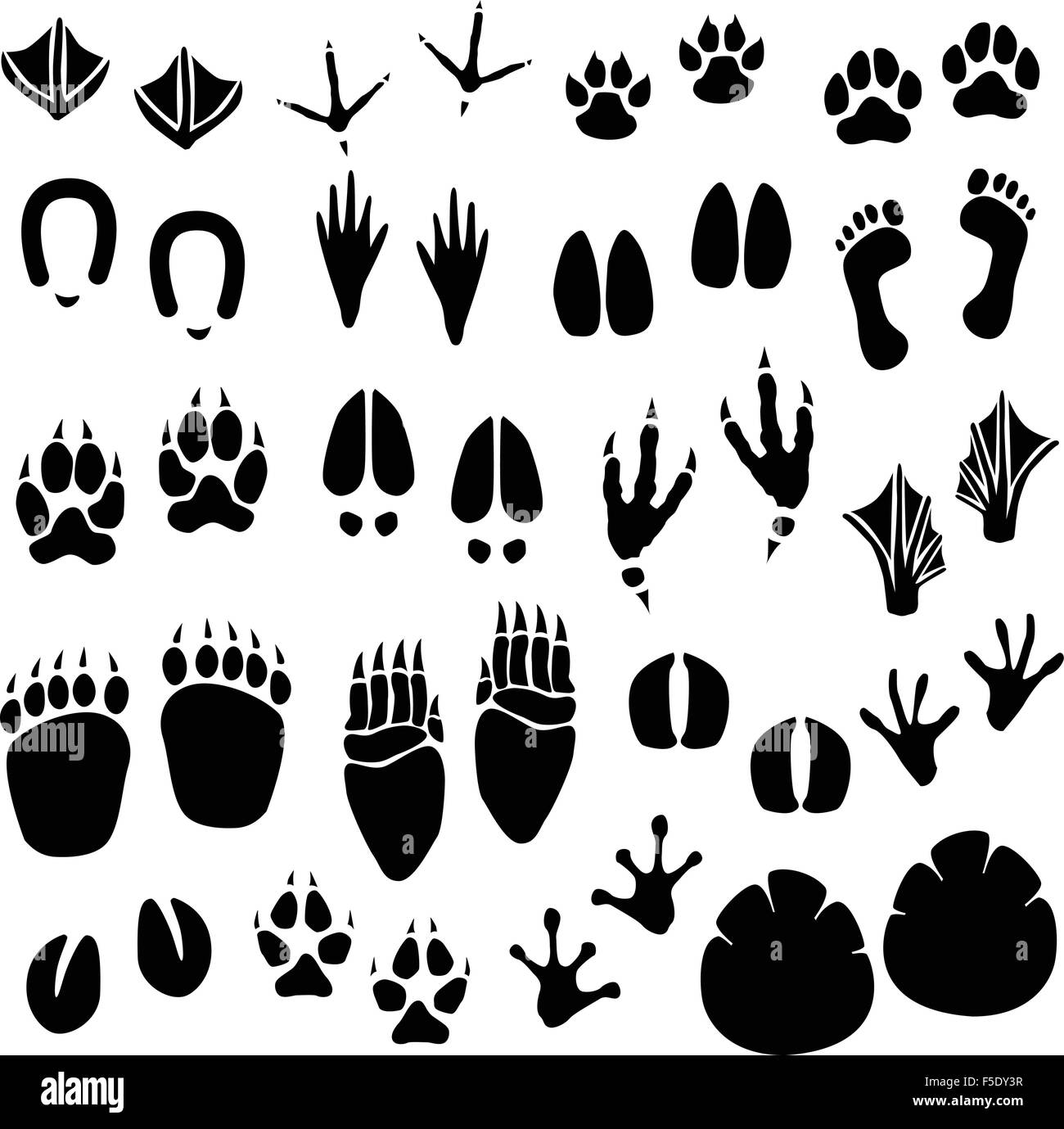 Turtle footprint Immagini Vettoriali Stock - Alamy