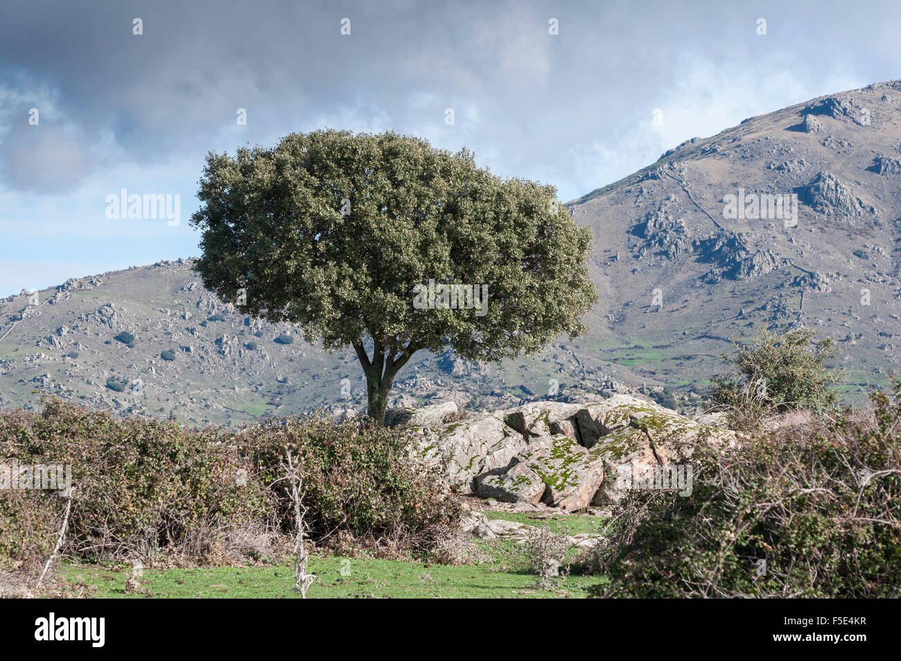 Quercus ilex rotundifolia immagini e fotografie stock ad alta ...