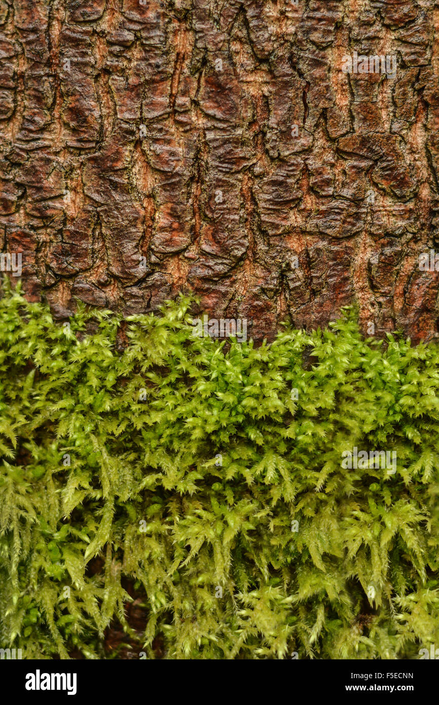 Pannello di muschio immagini e fotografie stock ad alta risoluzione - Alamy