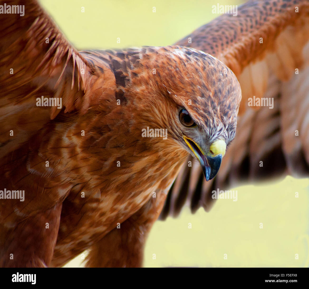 Aquila con le ali spiegate immagini e fotografie stock ad alta ...
