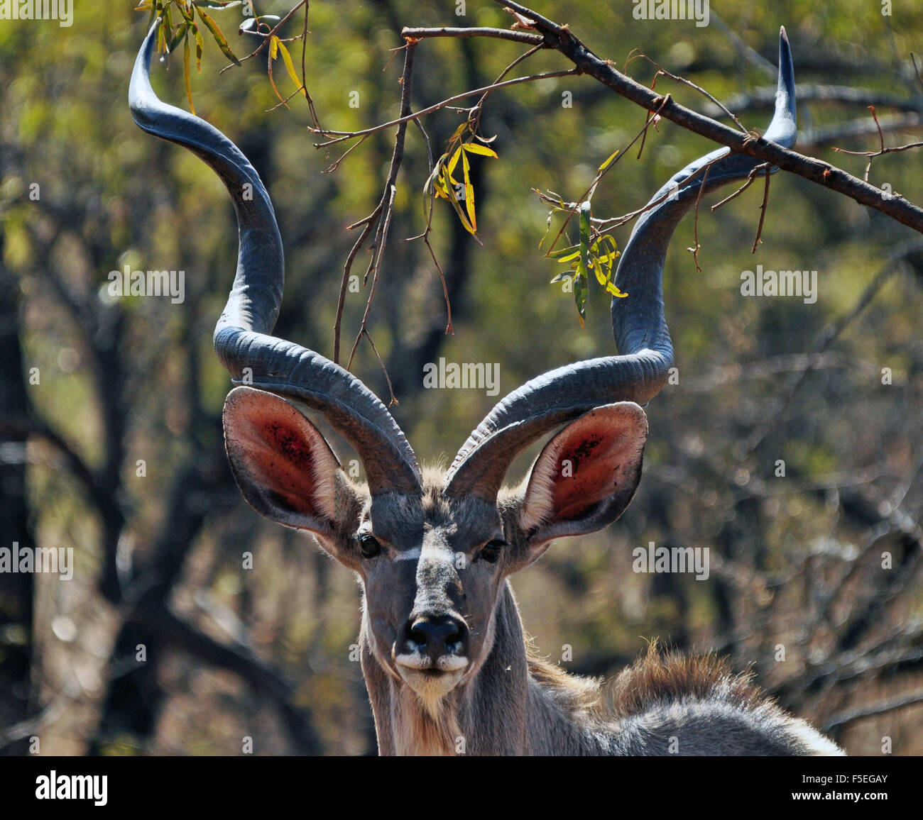 Greater kudu immagini e fotografie stock ad alta risoluzione - Alamy
