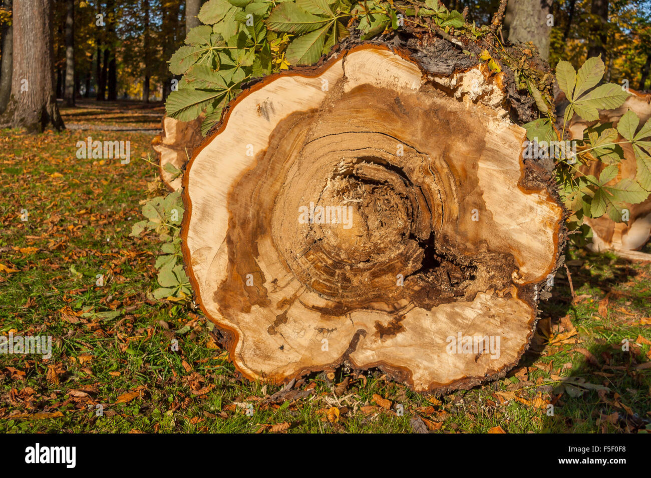 Tronco di Albero di castagno Foto stock - Alamy