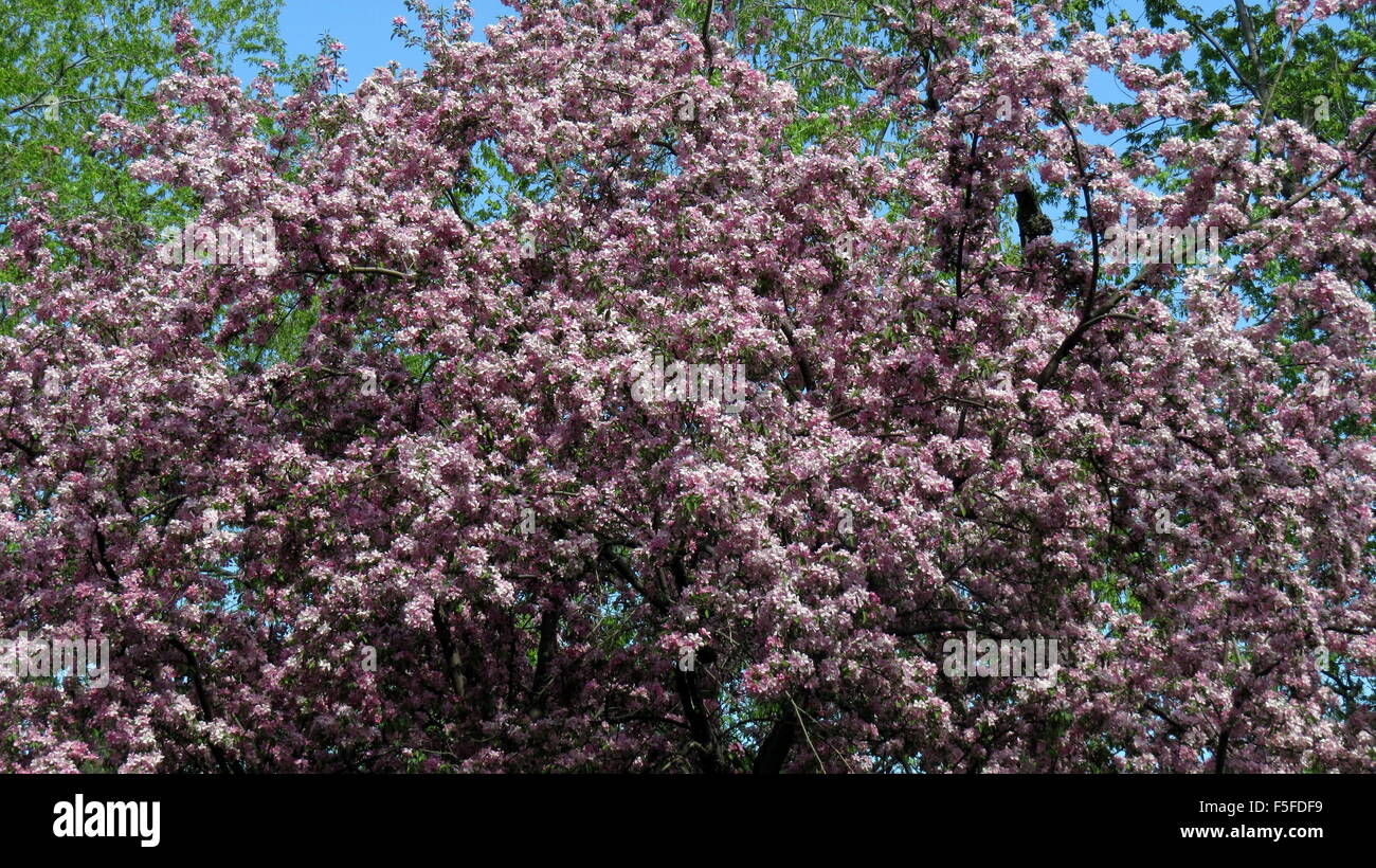Ciliegio in fiore immagini e fotografie stock ad alta risoluzione - Alamy