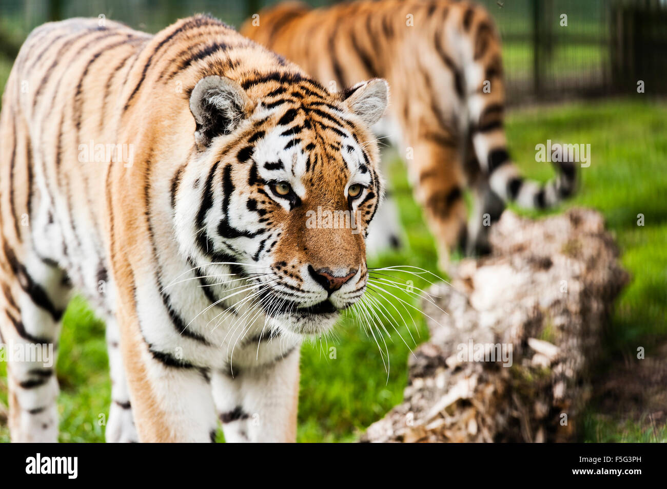 Gatto a strisce di tigre immagini e fotografie stock ad alta ...