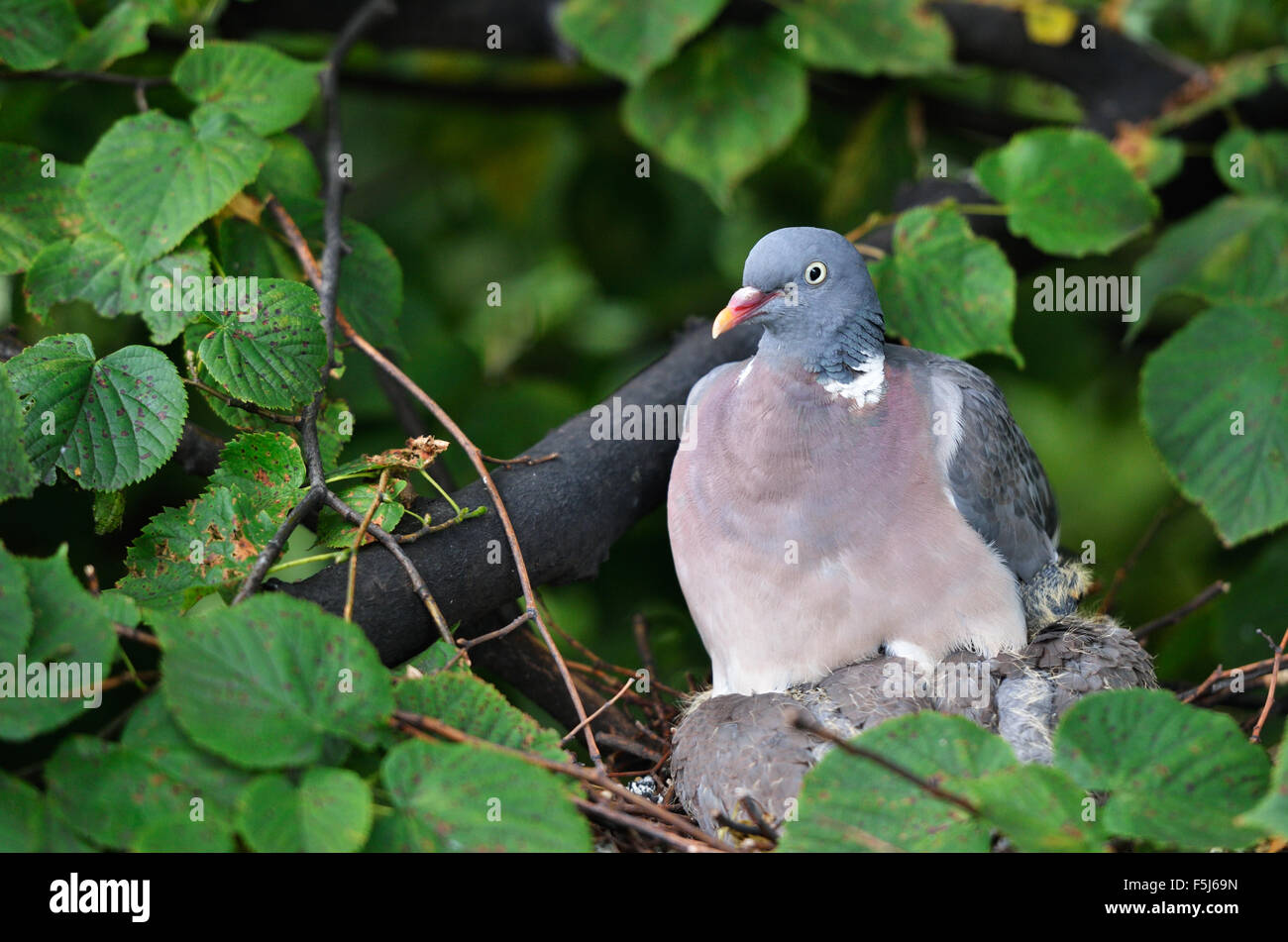 Wood pigeon nest immagini e fotografie stock ad alta risoluzione - Alamy