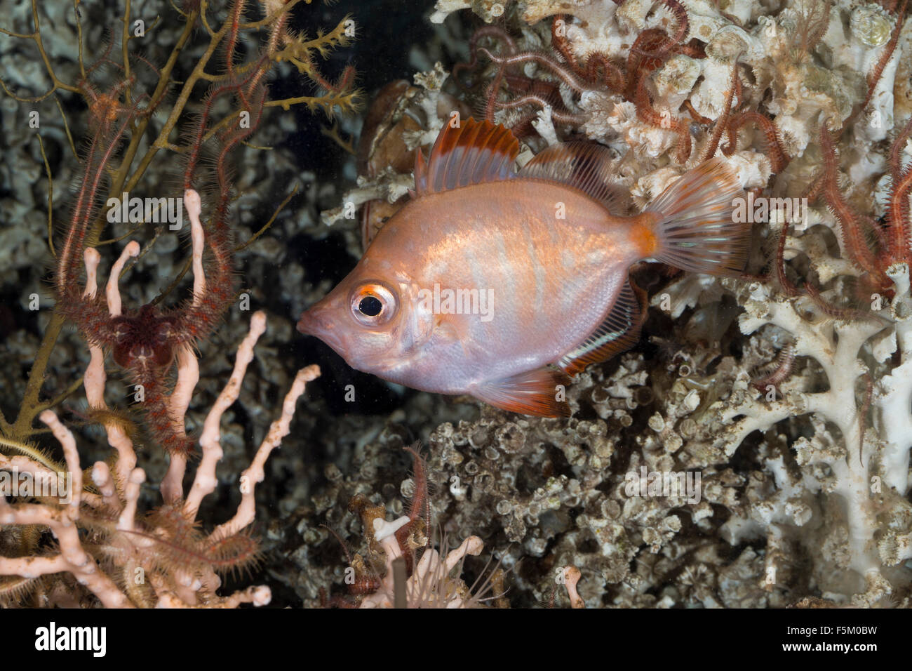 Boarfish, cinghiale-pesce, Eberfisch, Ziegenfisch, Capros aper ...