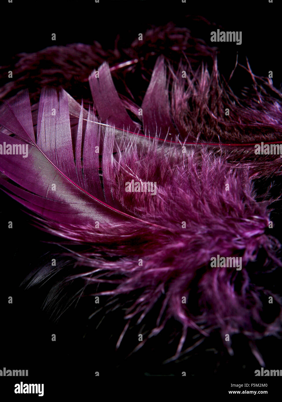 Immagini a colori viola e viola immagini e fotografie stock ad alta ...