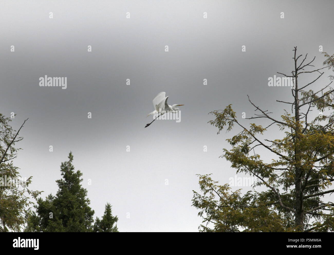 Volare al nido degli alberi immagini e fotografie stock ad alta ...