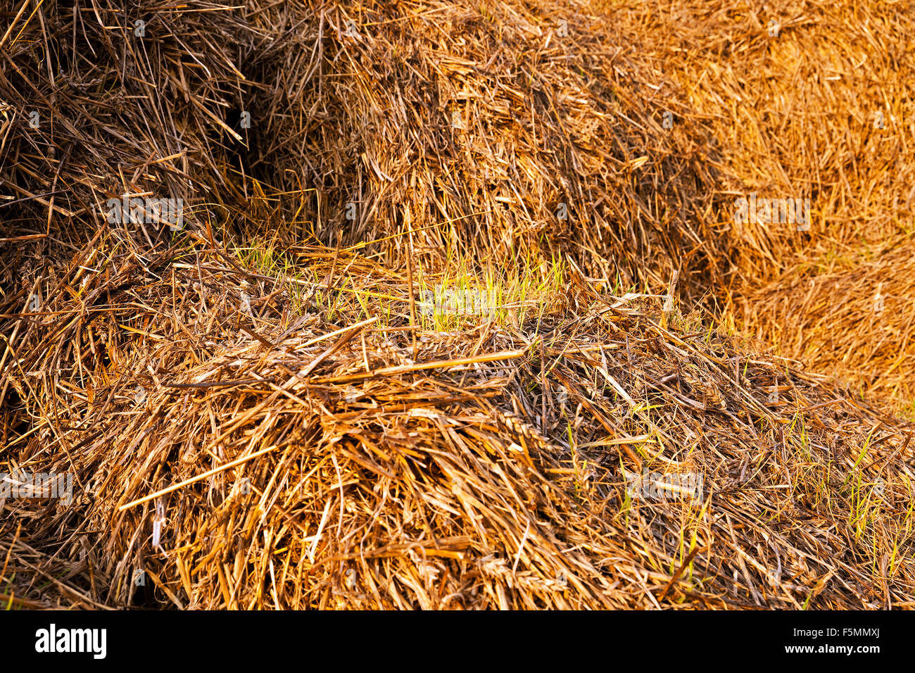 Pianta di paglia immagini e fotografie stock ad alta risoluzione - Alamy