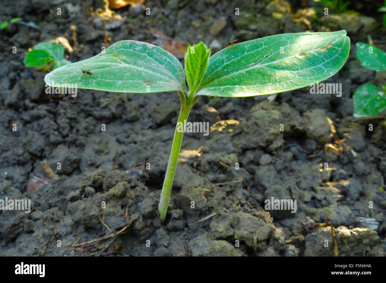 Pianta che cresce immagini e fotografie stock ad alta risoluzione - Alamy