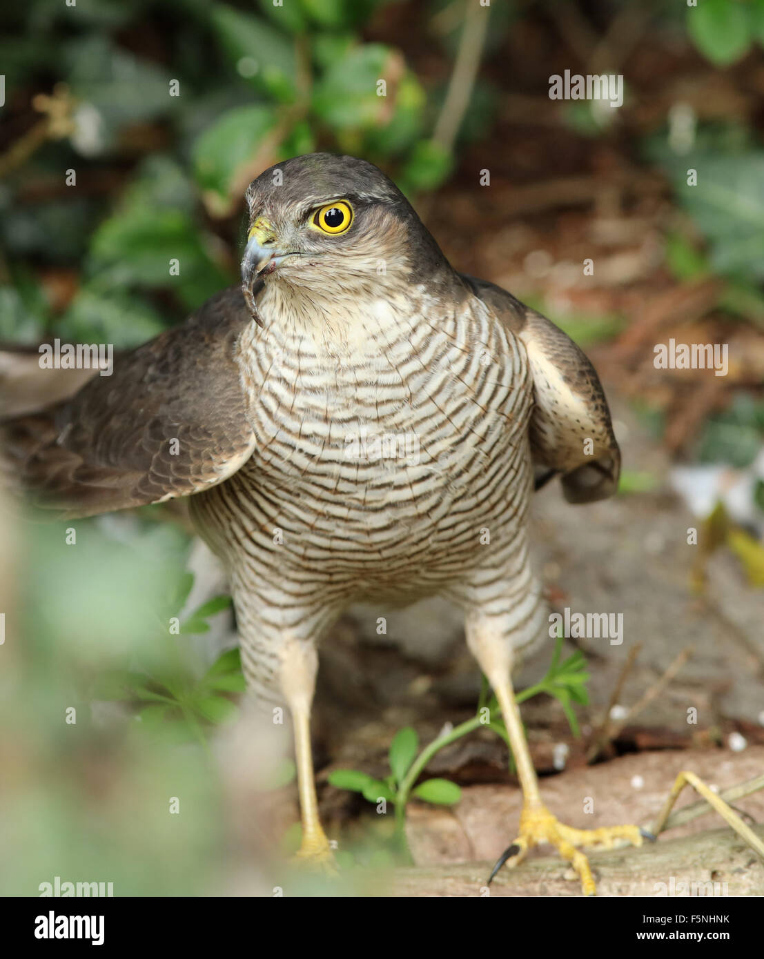 Una femmina di sparviero immagini e fotografie stock ad alta ...