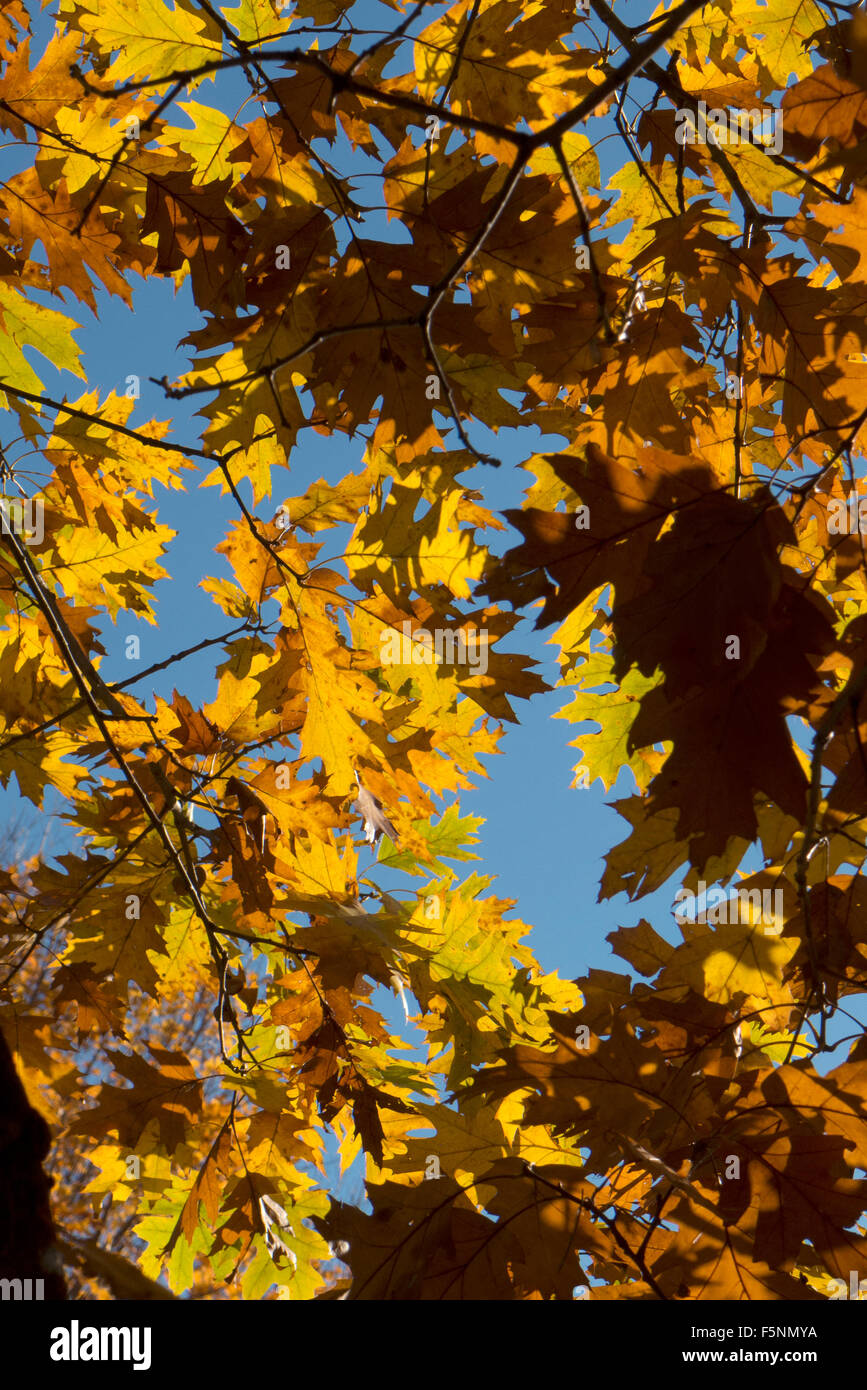 Colori autunnali spettacolari immagini e fotografie stock ad alta ...