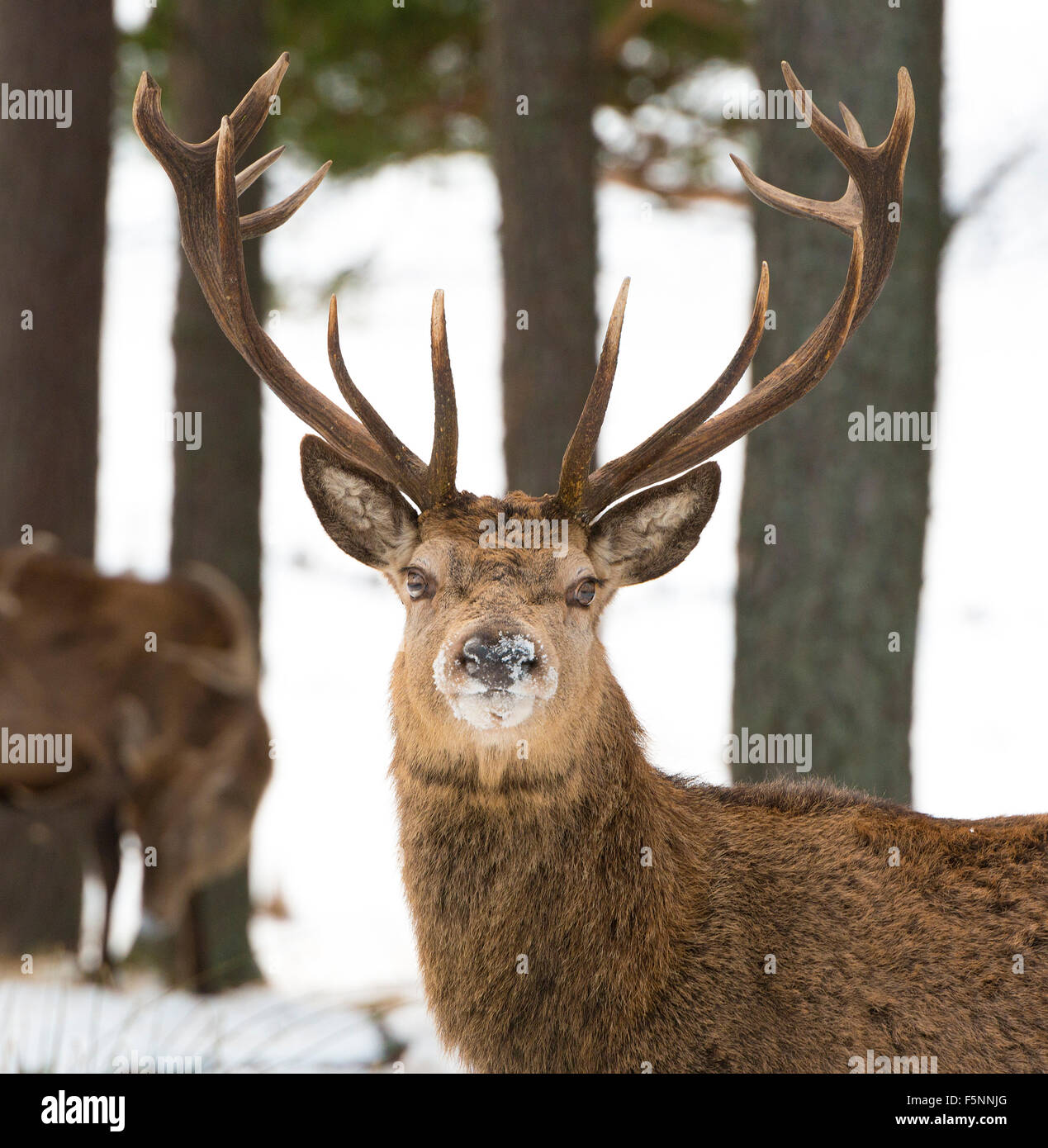 Red deer highland scozia immagini e fotografie stock ad alta ...