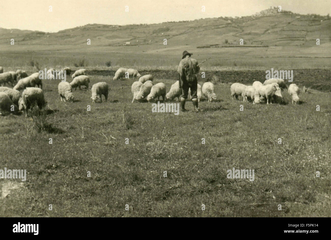 Pastore e pecore immagini e fotografie stock ad alta risoluzione - Alamy