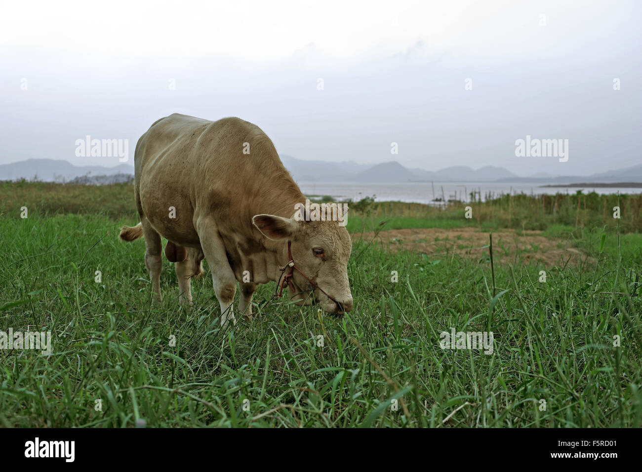 Toro e mucca in natura immagini e fotografie stock ad alta risoluzione ...