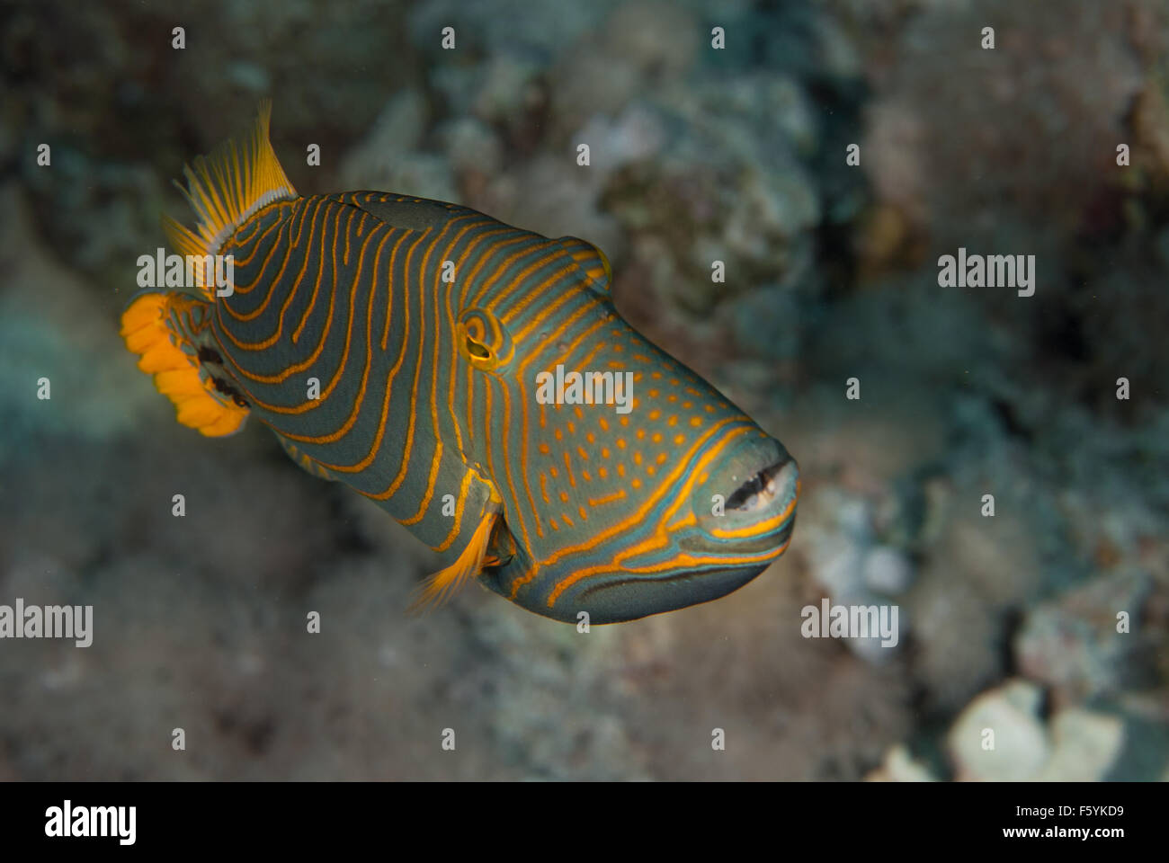 Orange-rigato pesci balestra Balistapus undulatus, Balistidae, Sharm el ...
