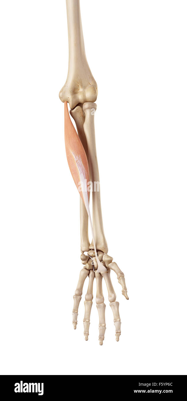 Medical accurata illustrazione del flessore radiale del carpo Foto ...