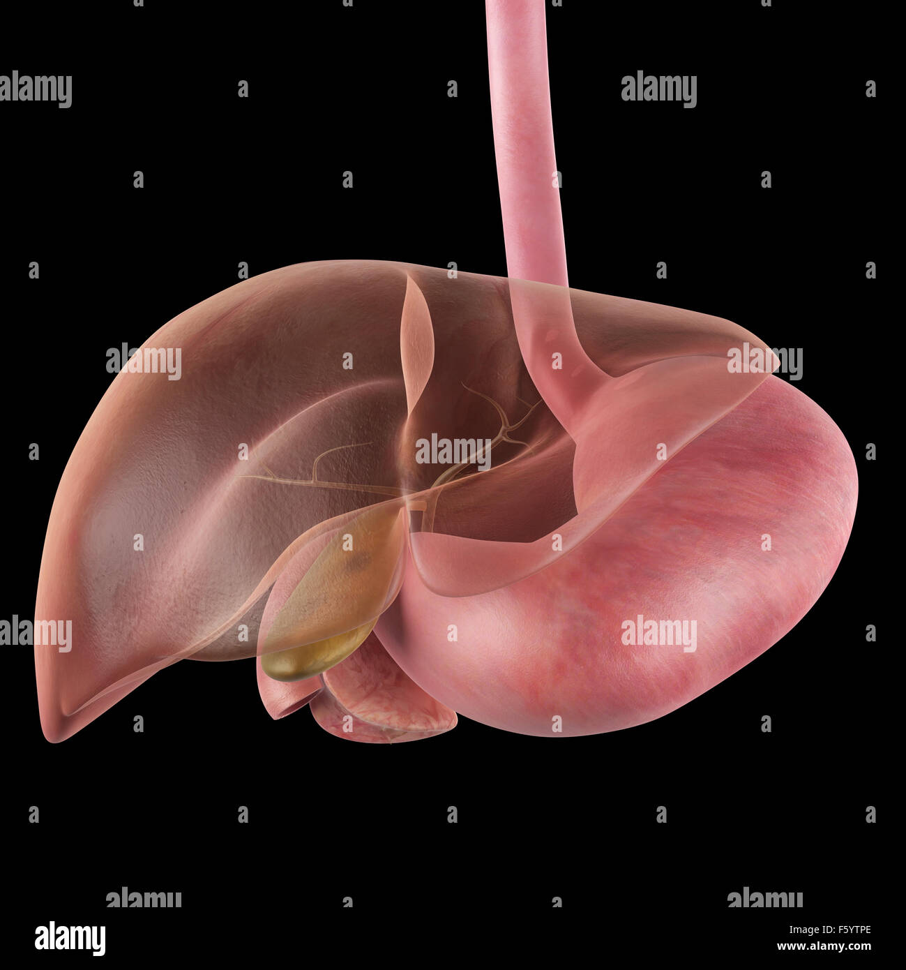 Pancreas e cistifellea immagini e fotografie stock ad alta risoluzione ...