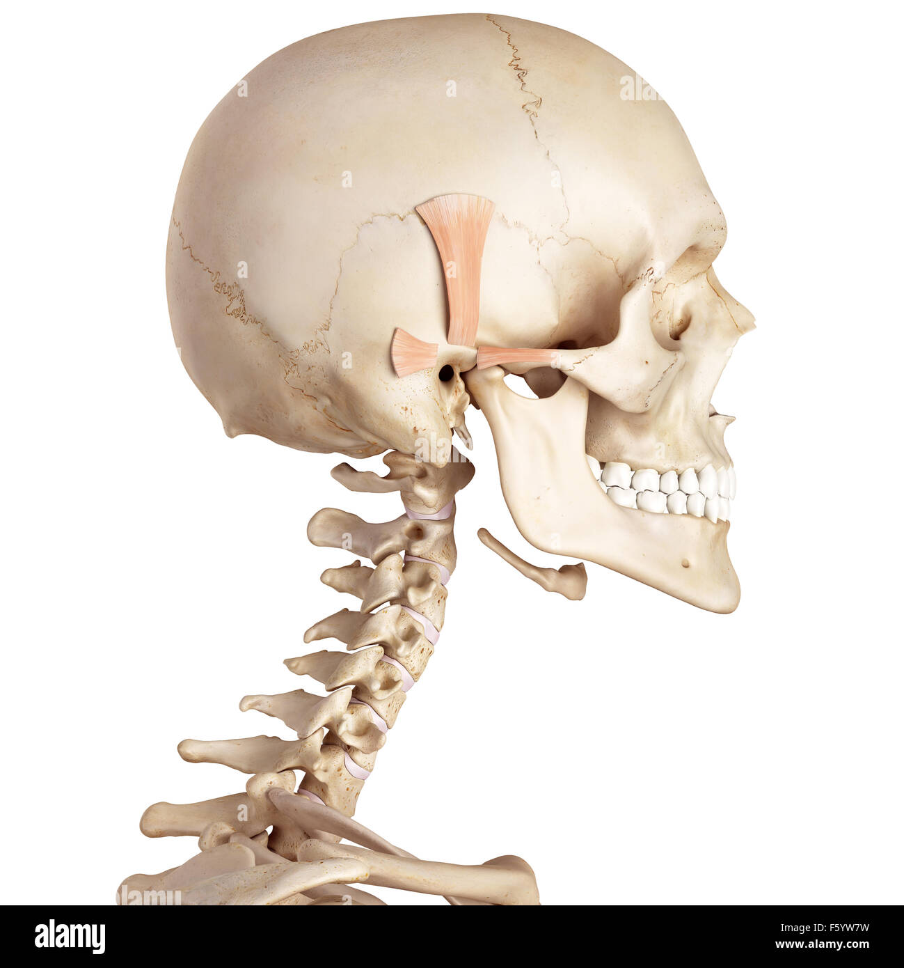 Testa dei muscoli del cranio immagini e fotografie stock ad alta ...