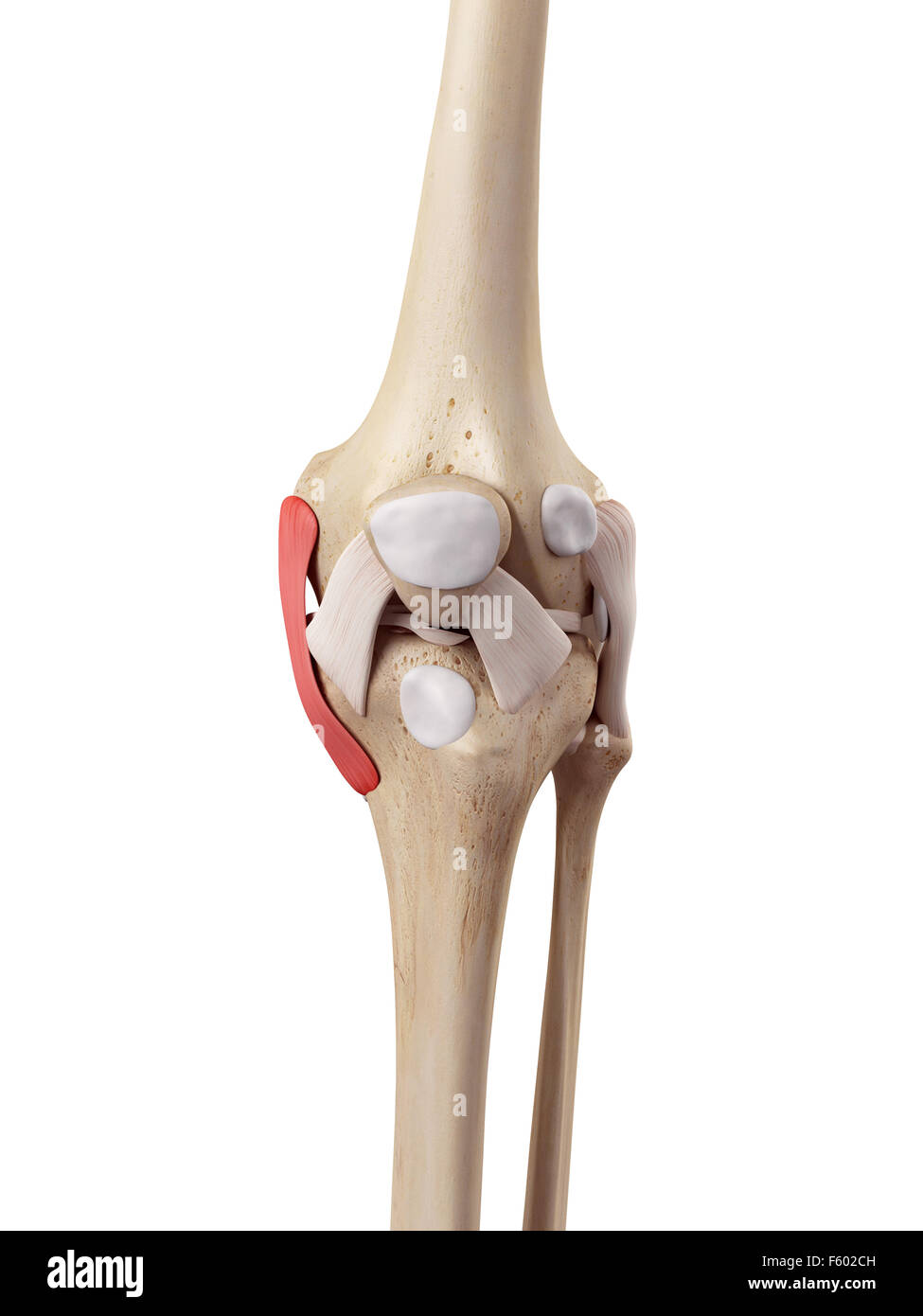 Legamento collaterale tibiale immagini e fotografie stock ad alta ...