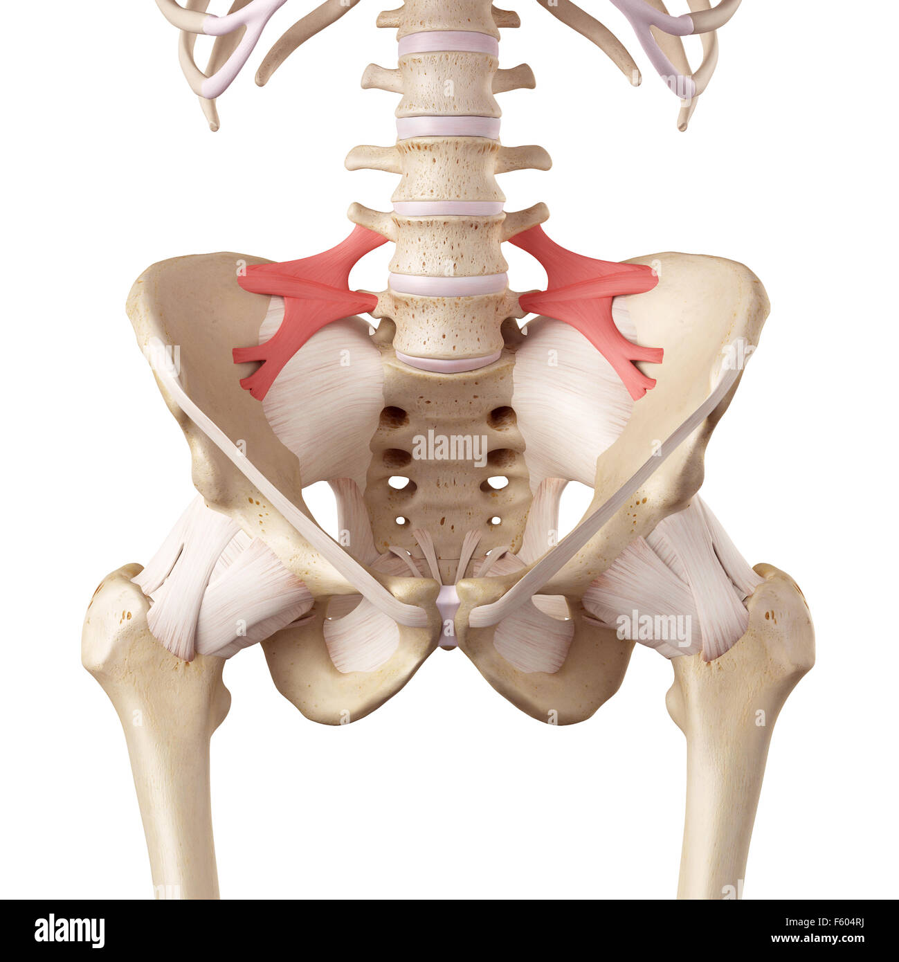 Legamento iliolombare immagini e fotografie stock ad alta risoluzione ...