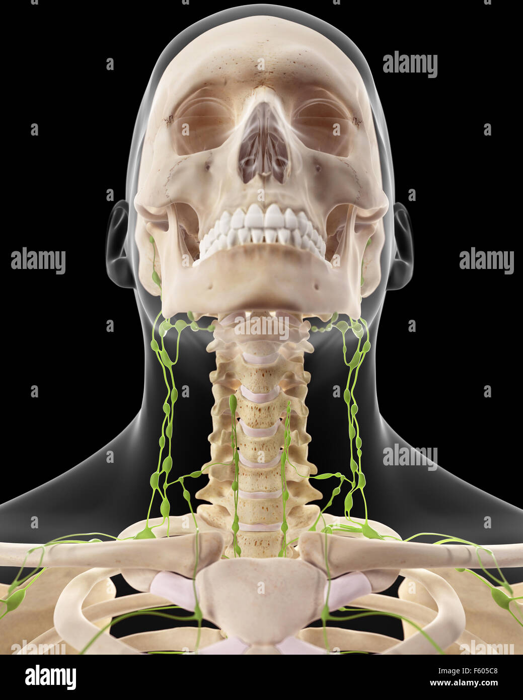 Neck lymph nodes immagini e fotografie stock ad alta risoluzione - Alamy