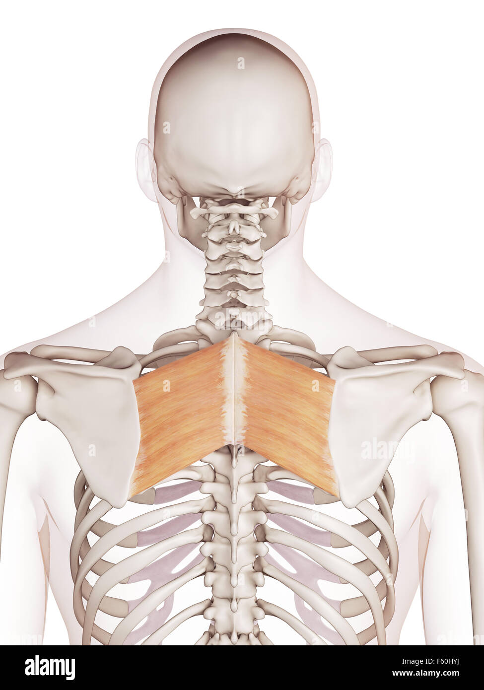 Muscolo Romboide Immagini e Fotos Stock - Alamy