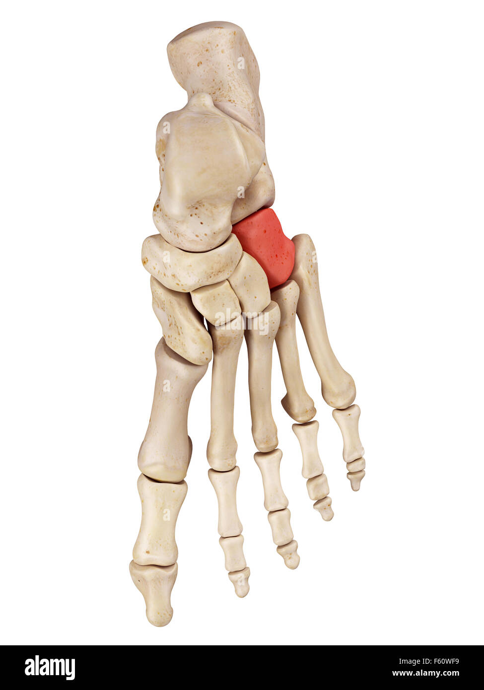 Osso del piede cuboide immagini e fotografie stock ad alta risoluzione ...