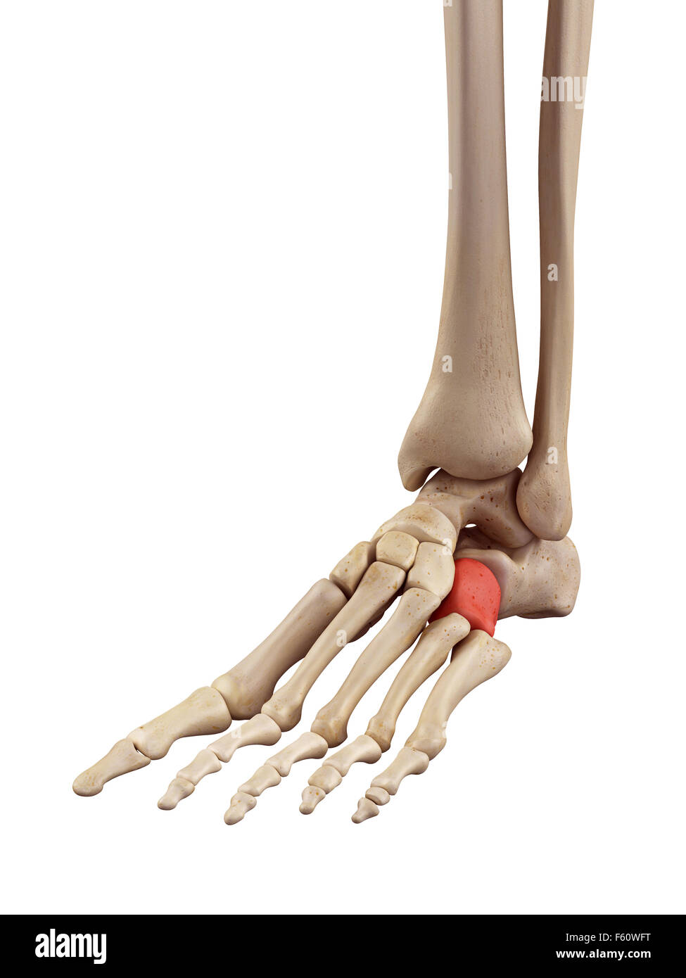 Osso del piede cuboide immagini e fotografie stock ad alta risoluzione ...