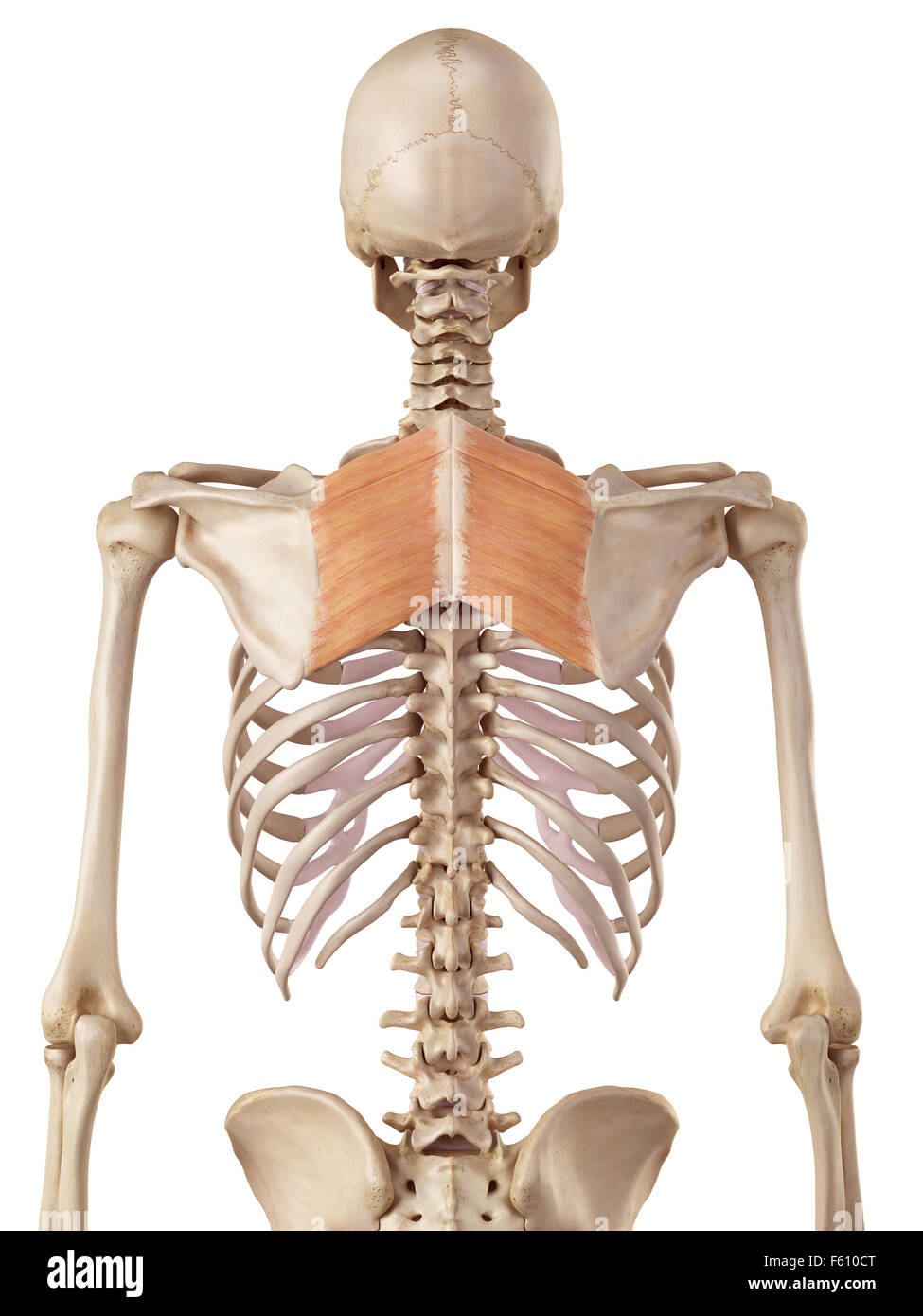 Muscolo romboide immagini e fotografie stock ad alta risoluzione - Alamy