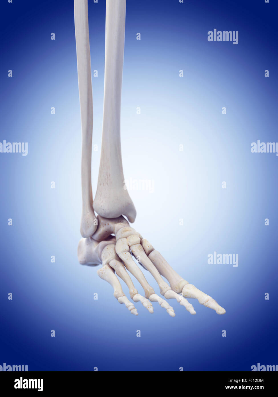 Anatomia delle ossa del piede immagini e fotografie stock ad alta ...