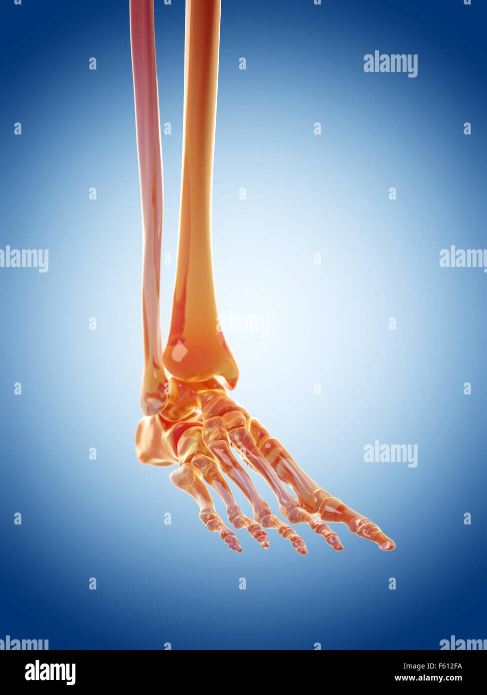 Anatomia delle ossa del piede immagini e fotografie stock ad alta ...