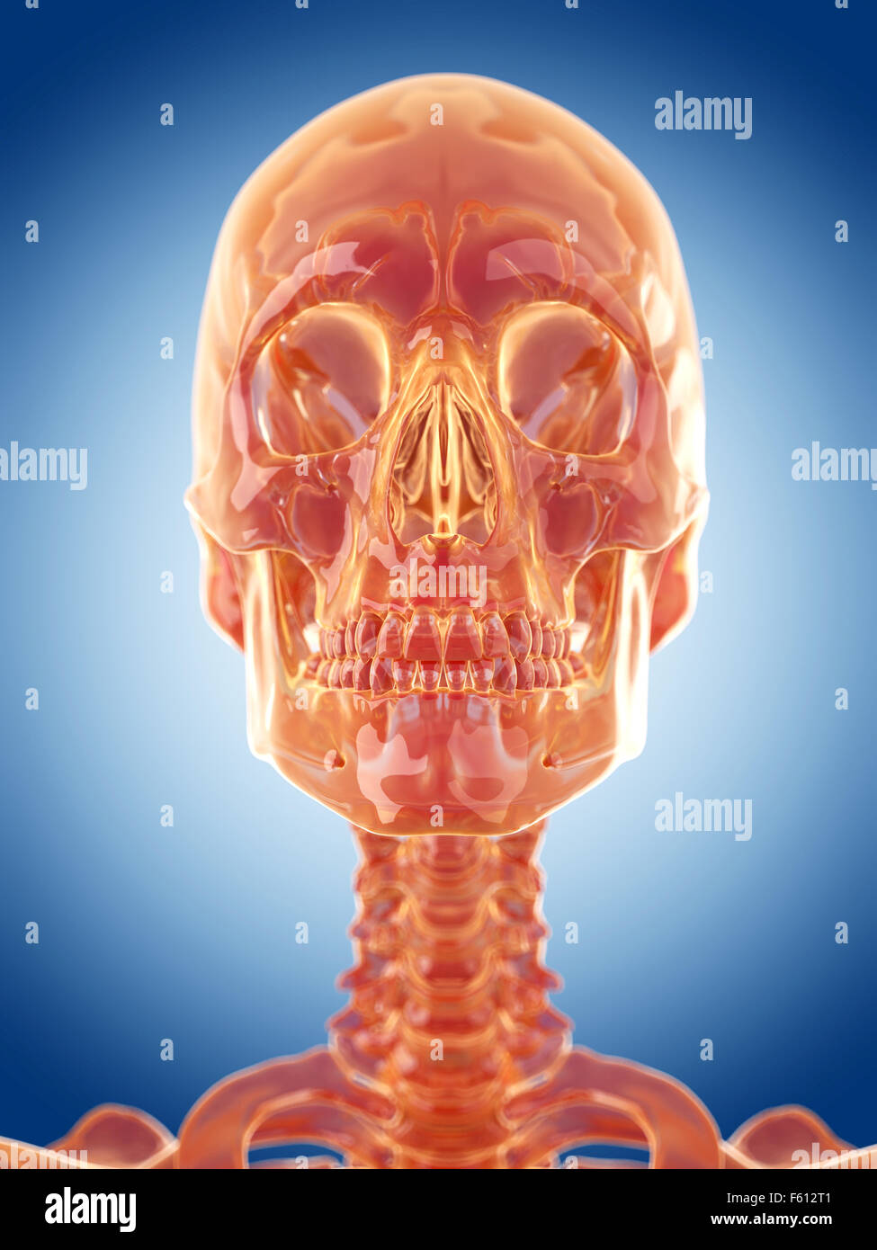 Huesos del craneo anatomia immagini e fotografie stock ad alta ...