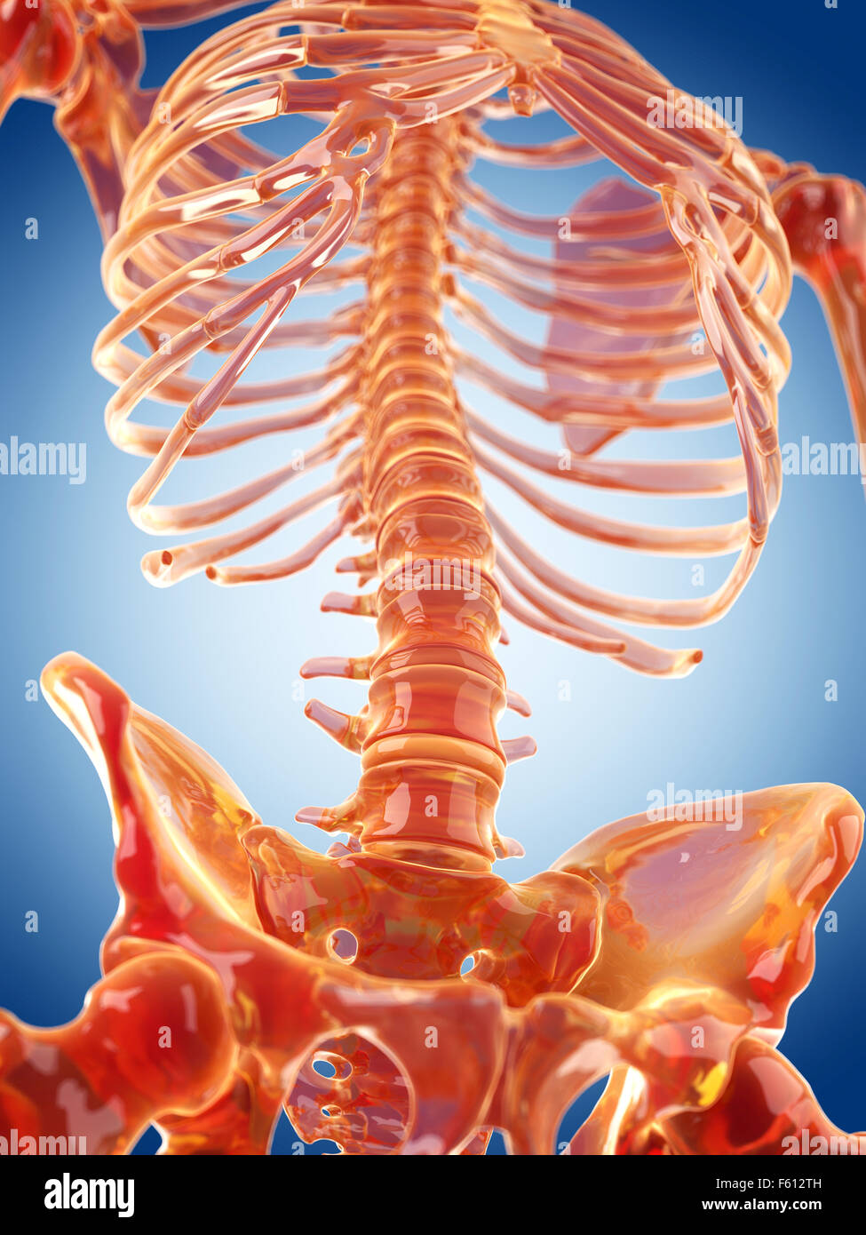 Anatomia della colonna lombare immagini e fotografie stock ad alta ...