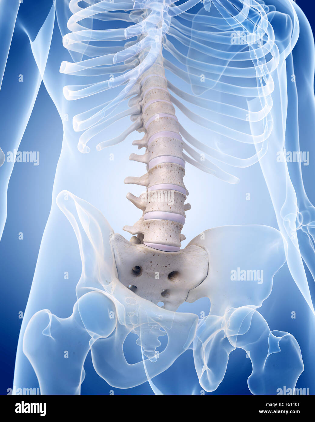 Anatomia delle vertebre lombari immagini e fotografie stock ad alta ...